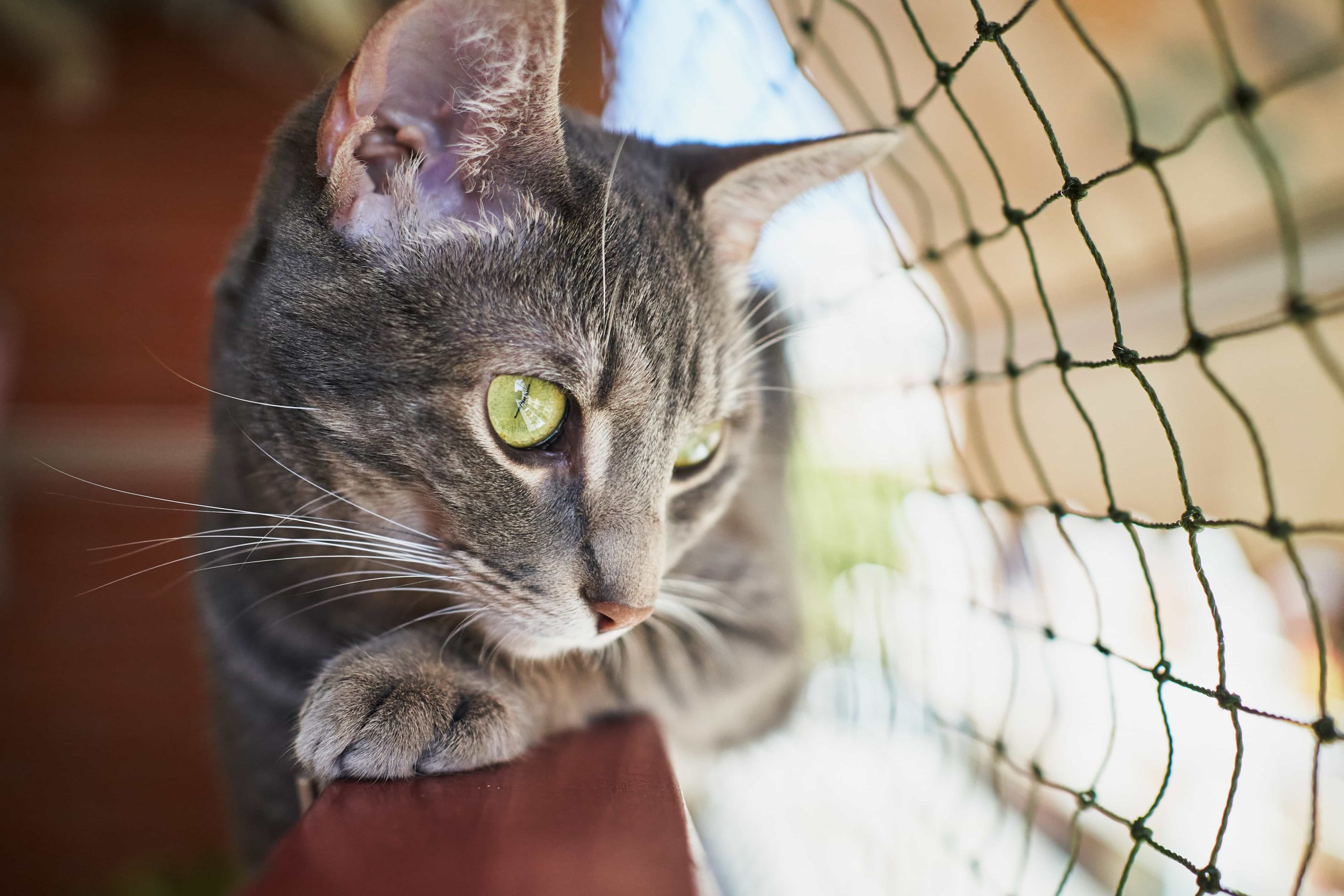 Guida al catio perfetto: cos’è e come si crea il paradiso dei gatti ...